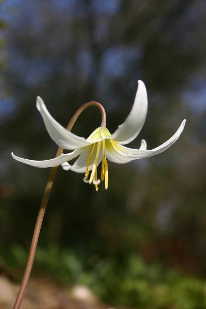 Erythroniums • Andrews Corner