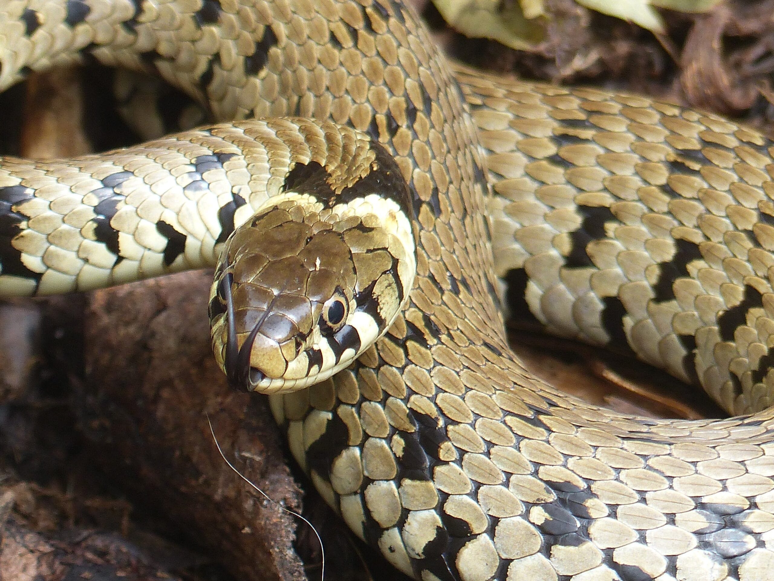 Grass Snakes • Andrews Corner