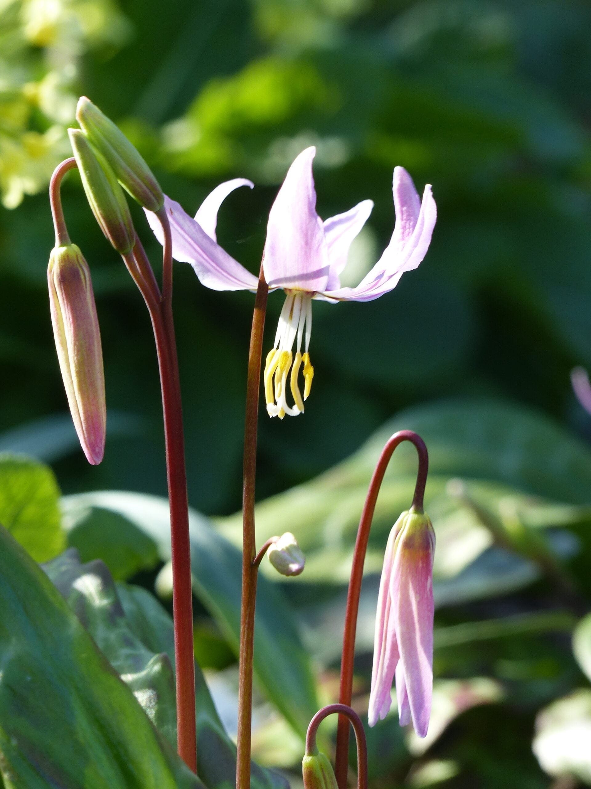 Erythroniums • Andrews Corner