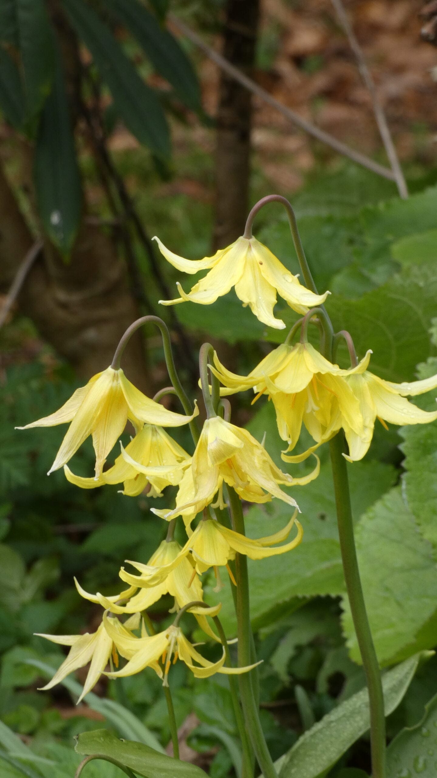 Erythroniums • Andrews Corner