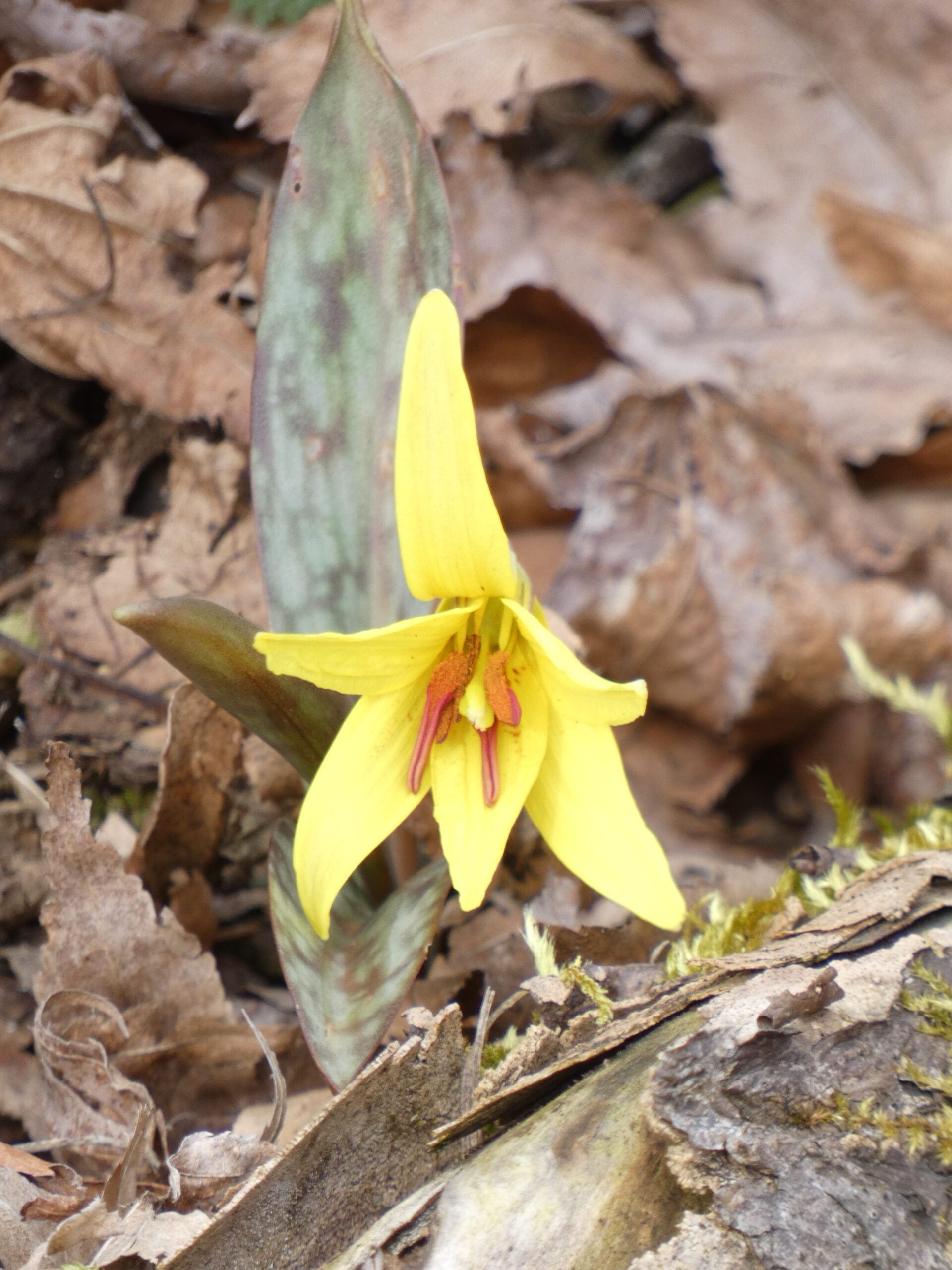 Erythroniums • Andrews Corner
