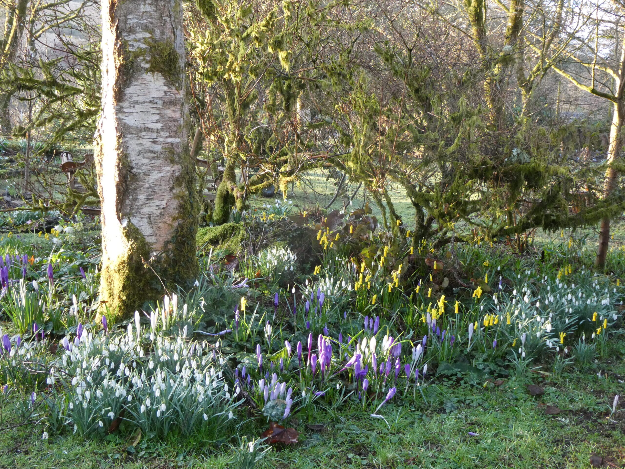 Snowdrop Sunday Success! • Andrews Corner